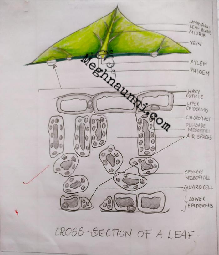 Cross Section Of A Leaf Biology Diagram Meghnaunni