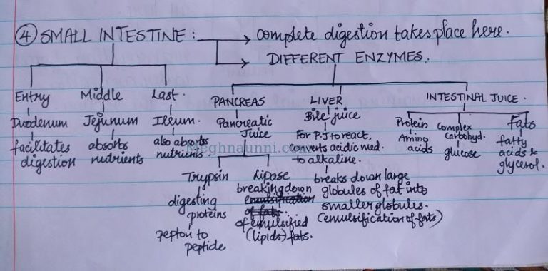 Class 10 Biology | LIFE PROCESSES: Nutrition in Animals | Chapter 6 ...