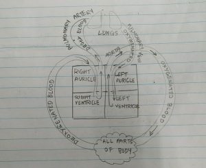 Class 10 CBSE Science : Biology Lesson 6 | Life Processes Part 4 ...