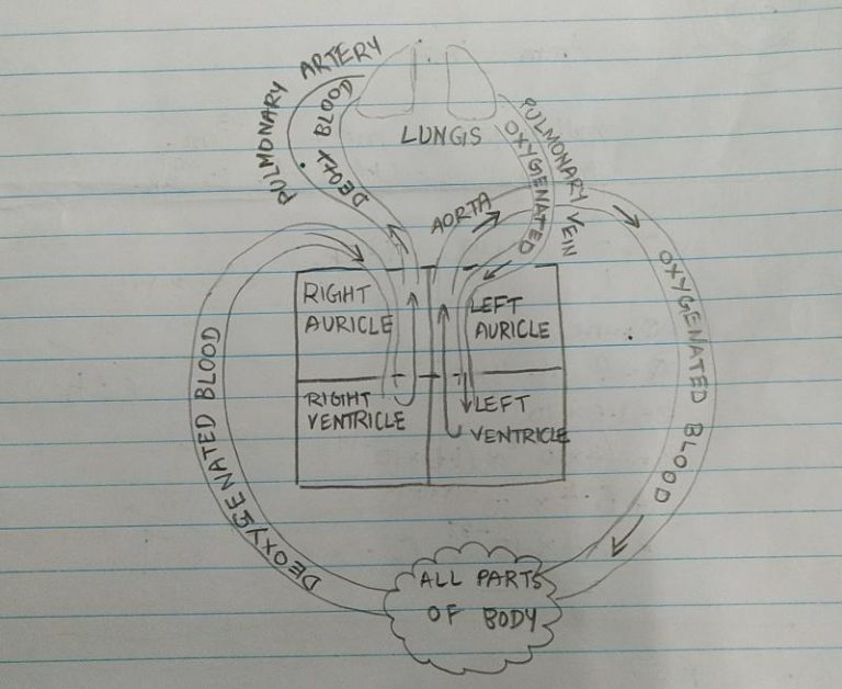 Class 10 CBSE Science : Biology Lesson 6 | Life Processes Part 4 ...