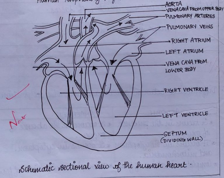 Class 10 CBSE Science : Biology Lesson 6 | Life Processes Part 4 ...