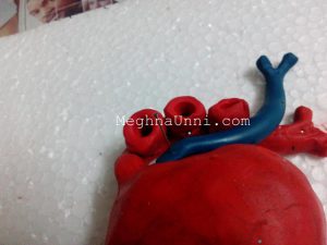 Human Heart Model: School Biology Project – Meghnaunni.com