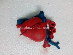 Human Heart Model: School Biology Project – Meghnaunni.com