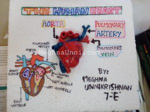 Human Heart Model: School Biology Project – Meghnaunni.com
