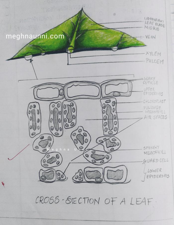 Cross Section Of A Leaf Biology Diagram Meghnaunni Cross Section Of A Leaf Biology Diagram Meghnaunni