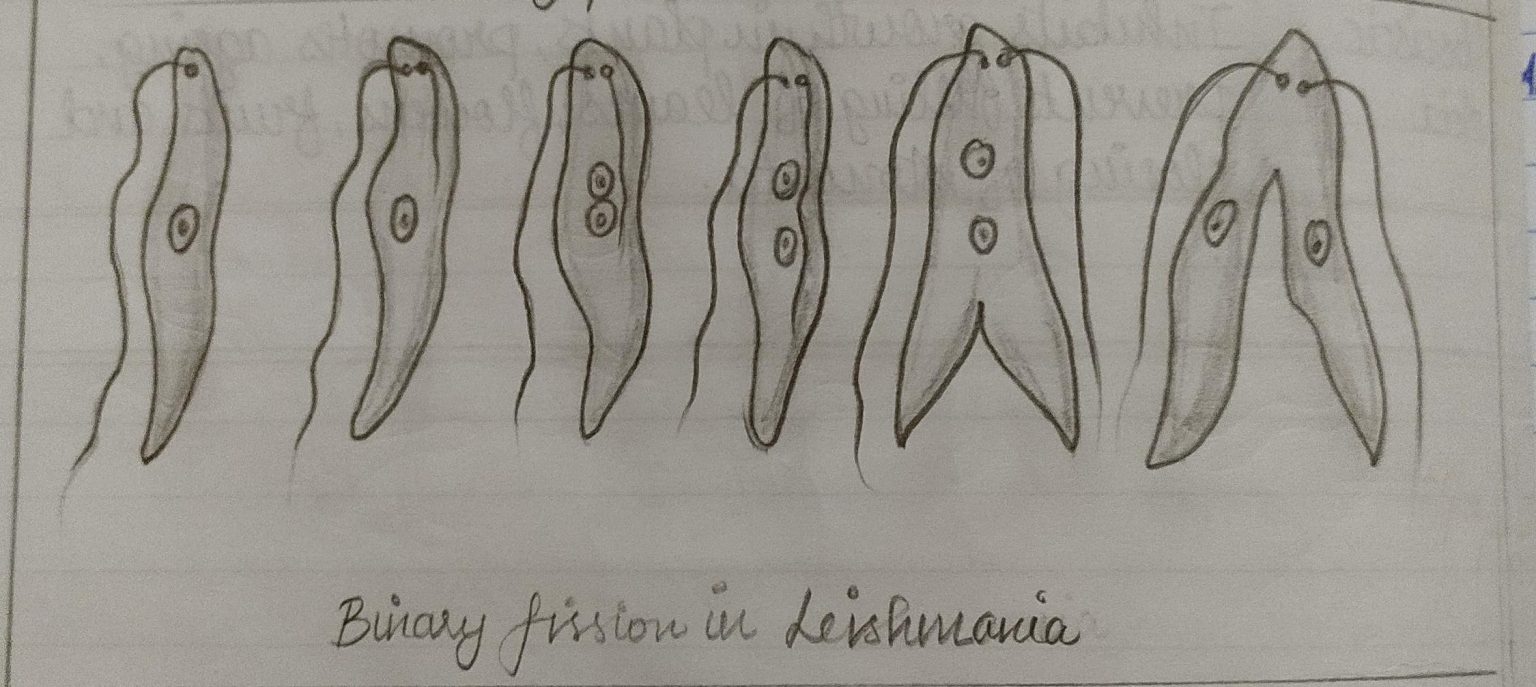 Class 10 Biology Diagram | Binary Fission in Amoeba & Leishmania ...