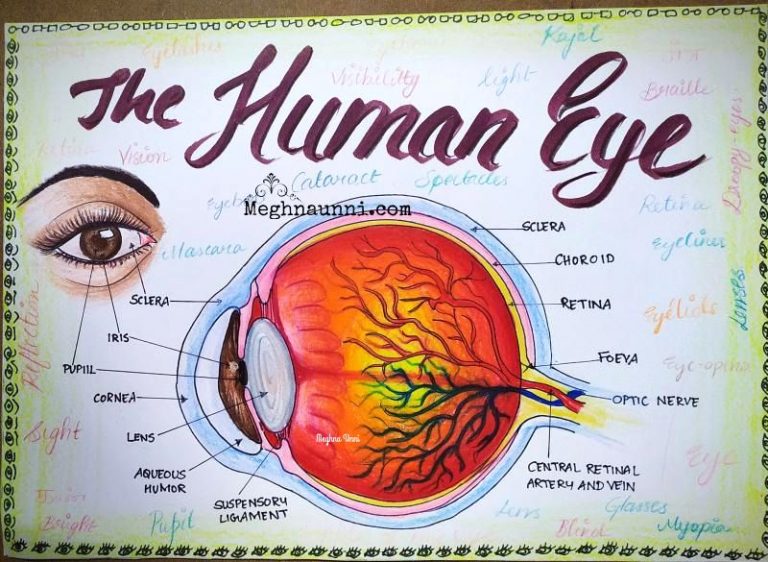 Parts Of The Human Eye And Their Functions Parts Of The Human Eye And Their Functions