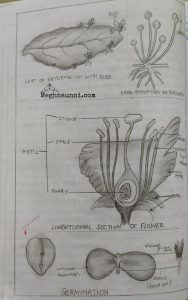 Biology Drawings : Longitudinal Section of a Flower – Meghnaunni.com