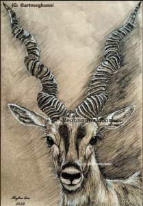 Blackbuck Pen Drawing Work on toned sheet – Meghnaunni.com